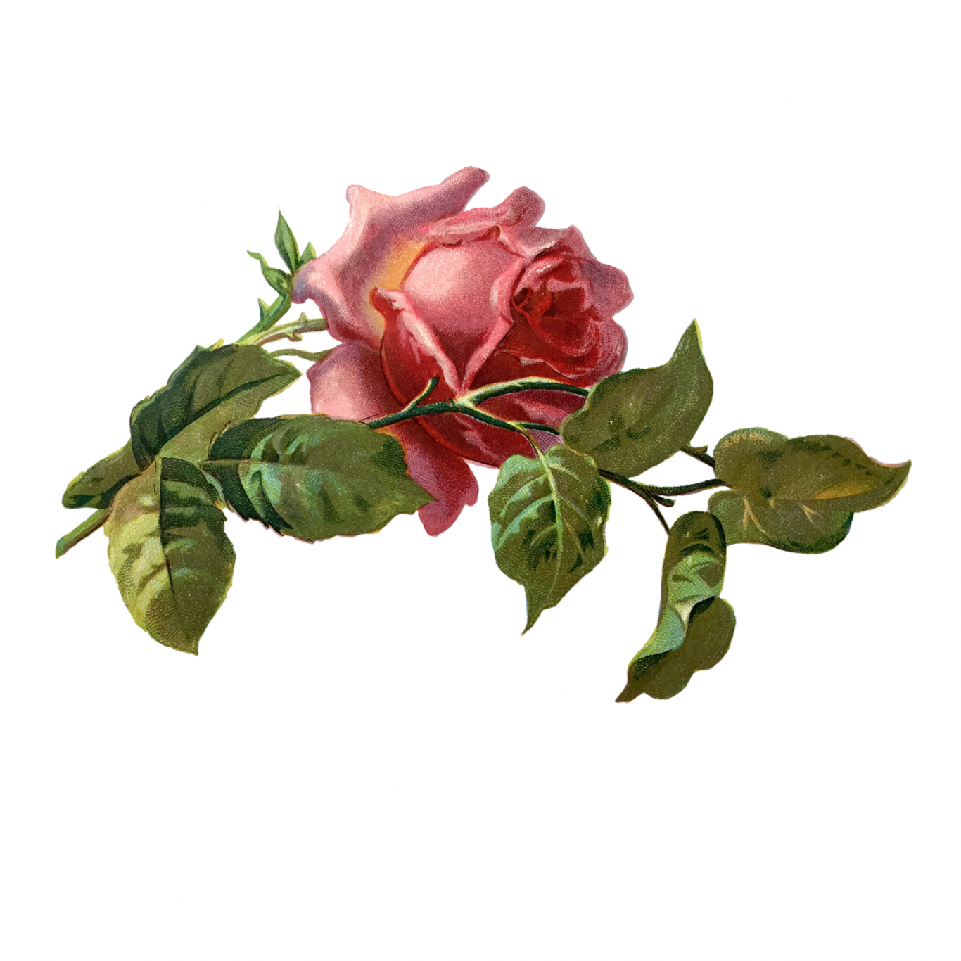 Palīdzība Inetai Arnoldei « Completed projects - ziedot.lv