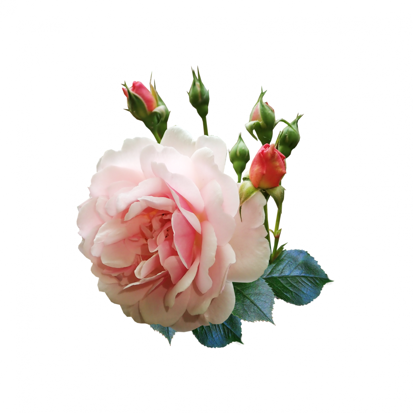 Palīdzība Tajidai Duļbinskai « Completed projects - ziedot.lv