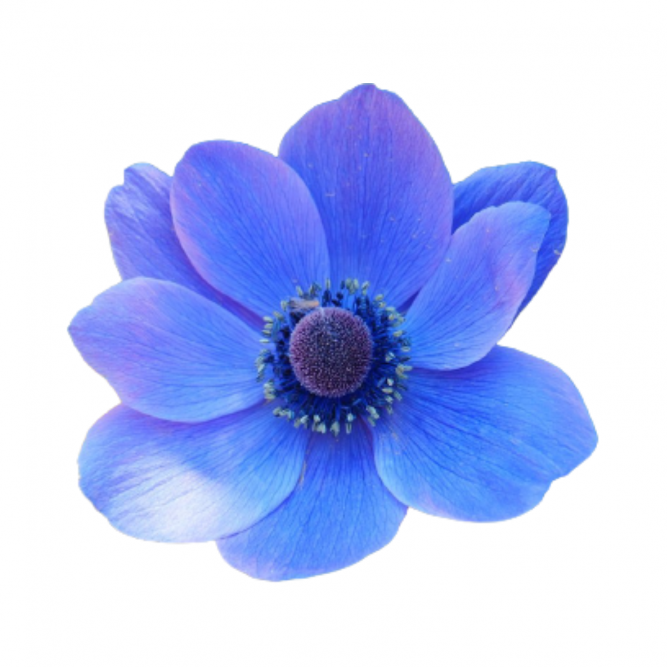 Atkārtota palīdzība Anastasijai Romančukai « Completed projects - ziedot.lv