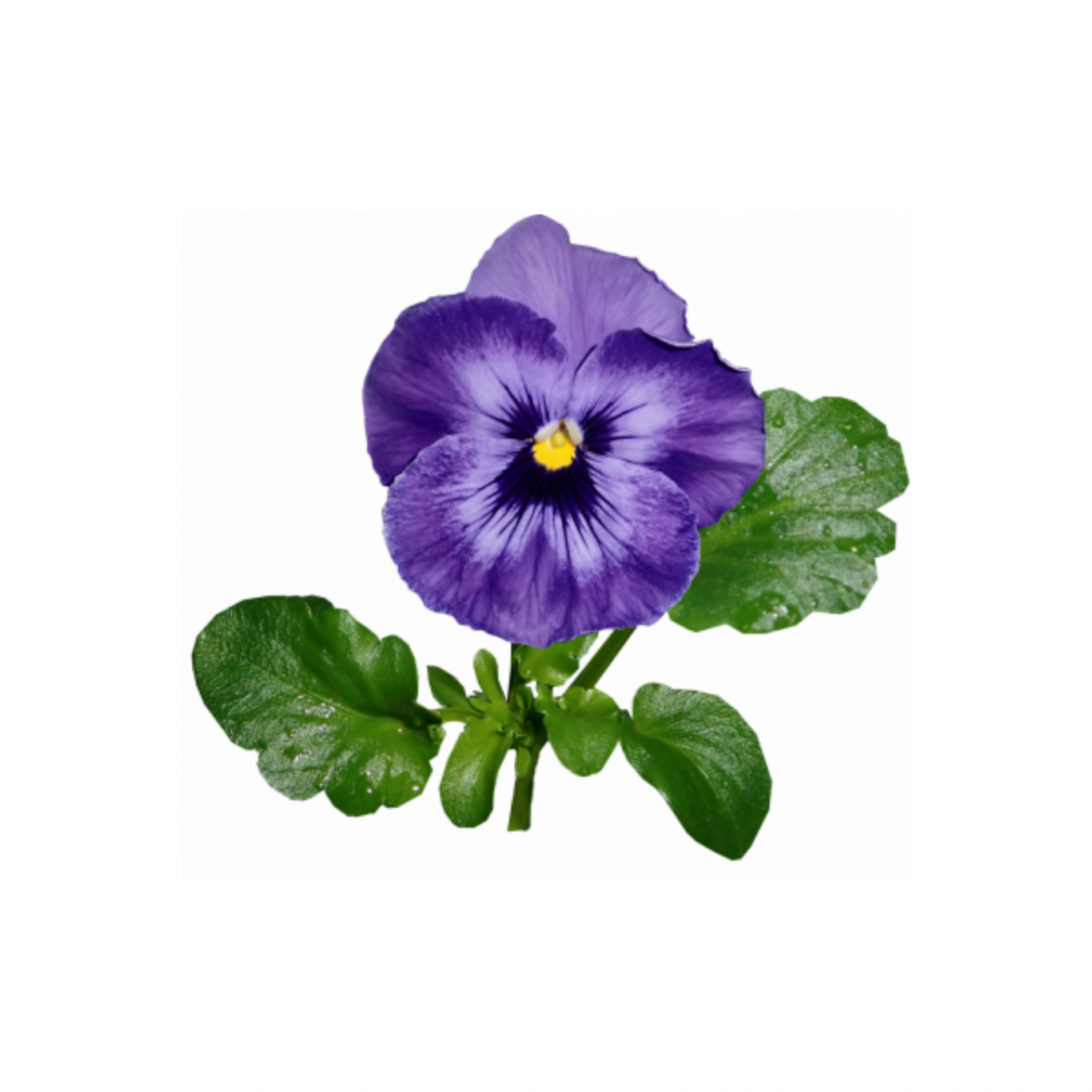 Palīdzība Intai Boterei - ziedot.lv