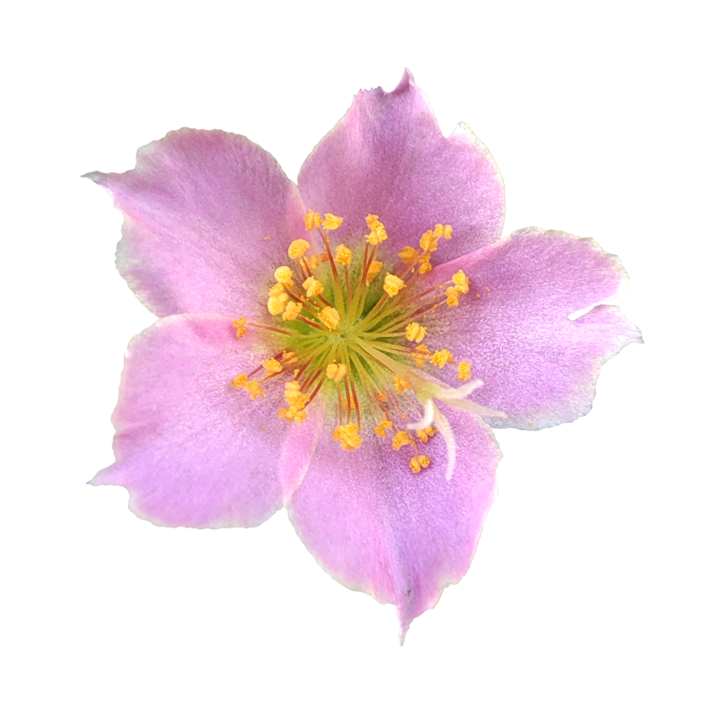 Atkārtota palīdzība Anastasijai Ideļkinai - ziedot.lv