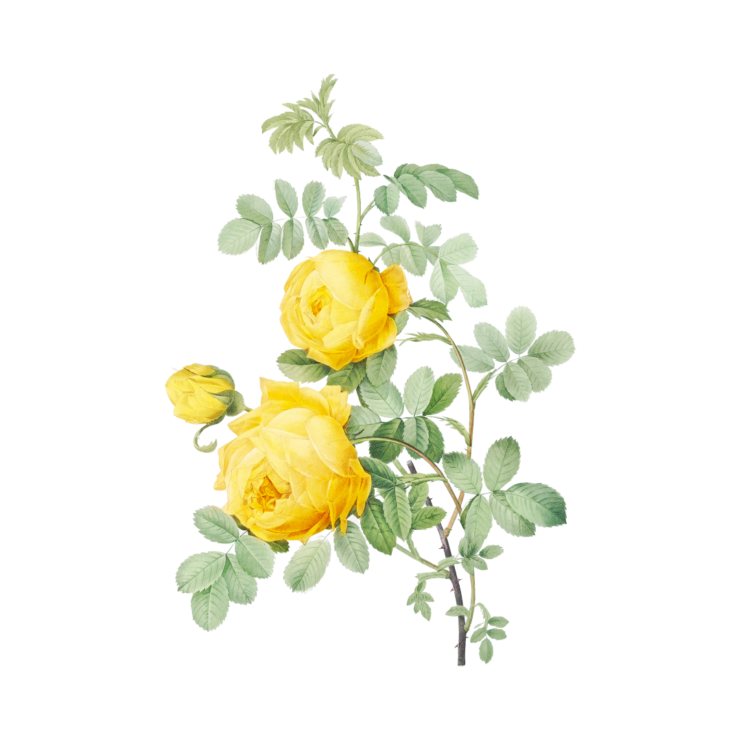 Atkārtota palīdzība Dianai Ovčiņņikovai - ziedot.lv