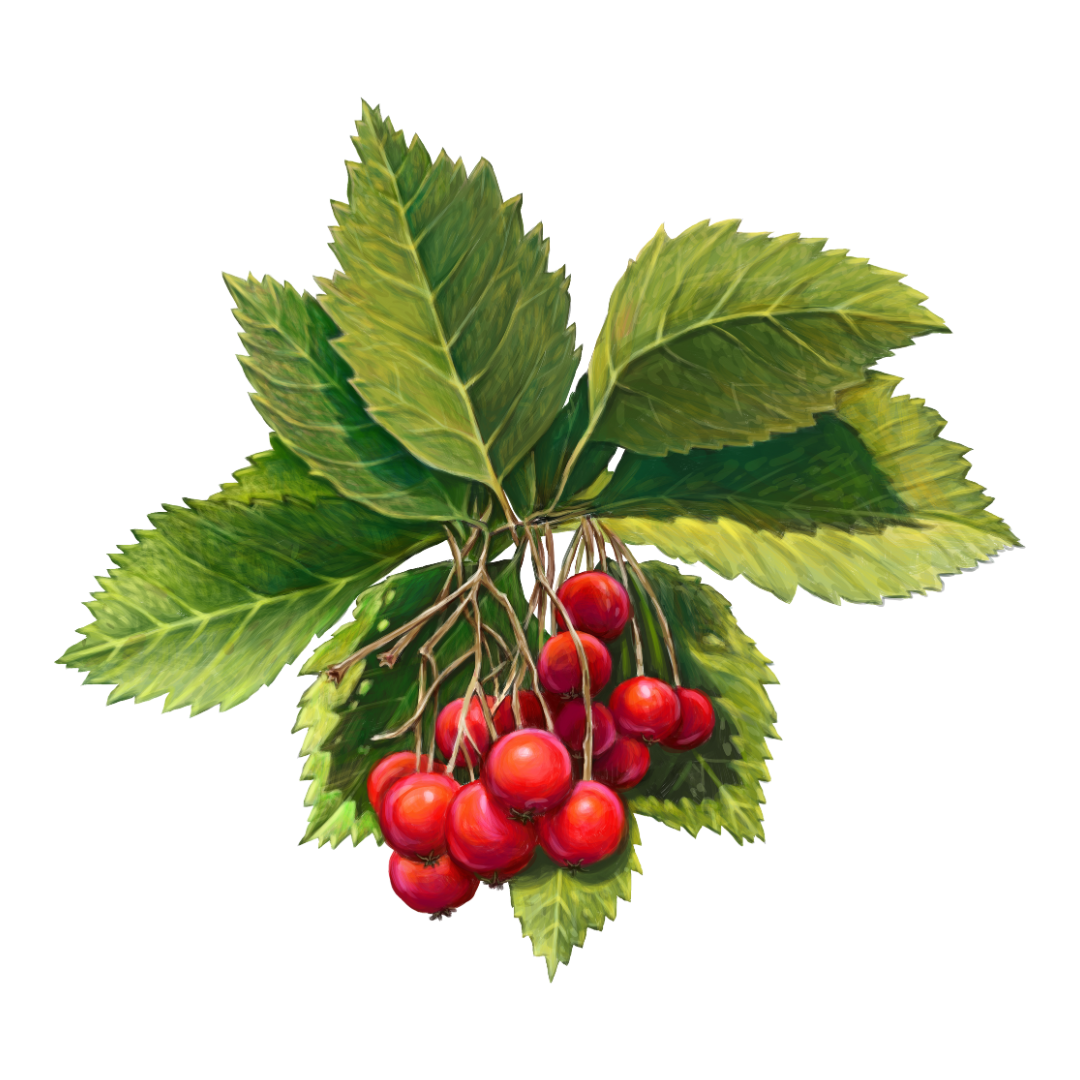 Palīdzība Matīsam Stepam « Completed projects - ziedot.lv