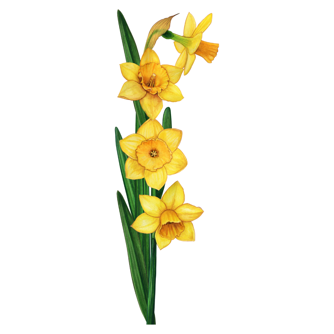 Atskaite 25.04.2025 - ziedot.lv